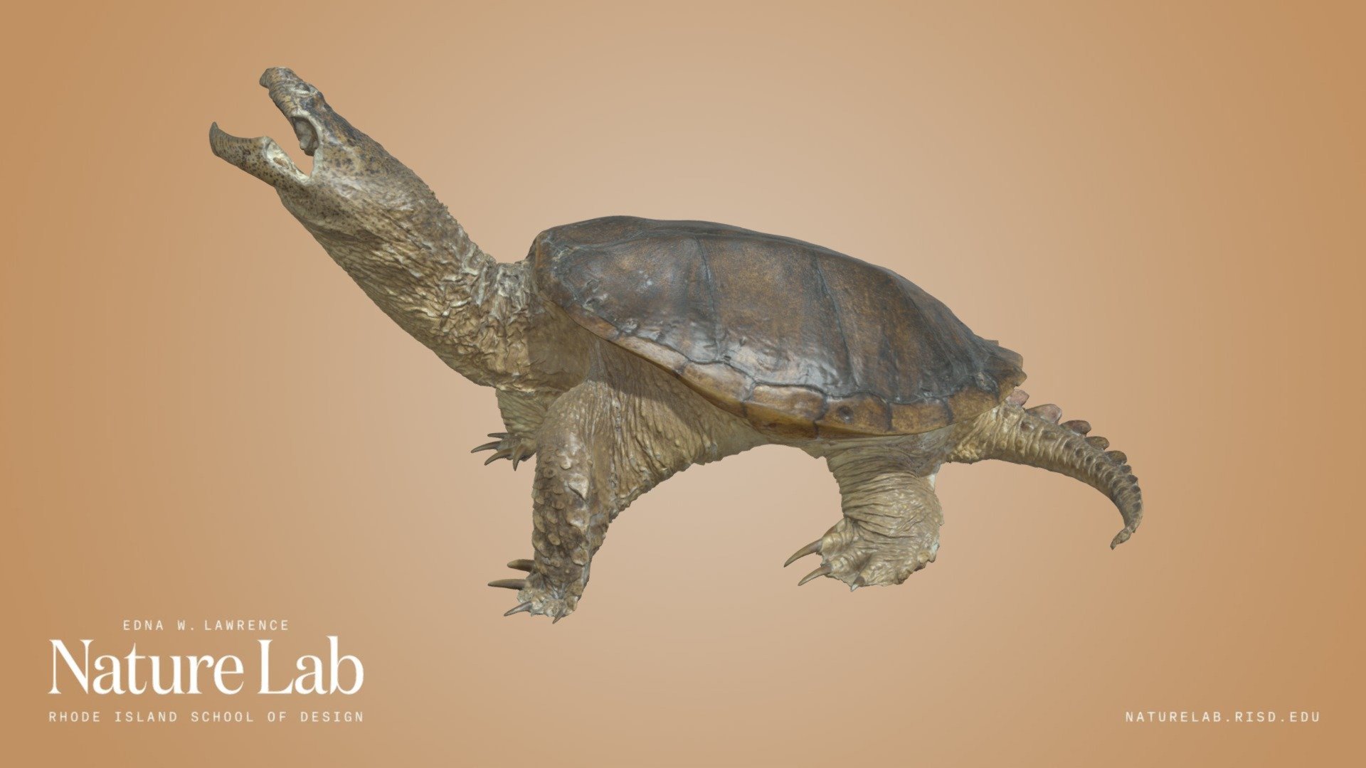 Common Snapping Turtle - Download Free 3D model by RISD Nature Lab ...