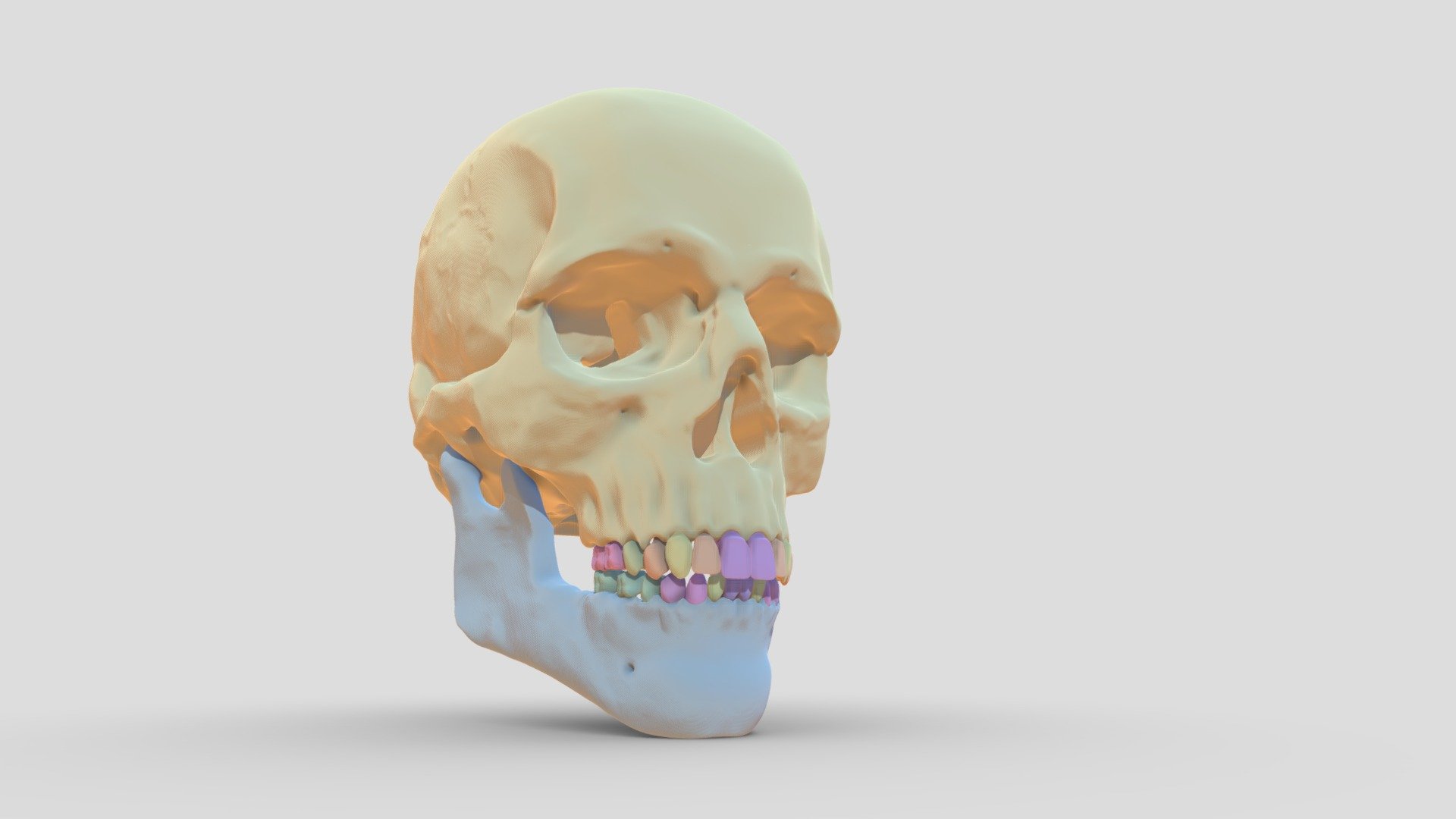 cranio - Download Free 3D model by CAOS (@evento.CAOS) [110db09 ...