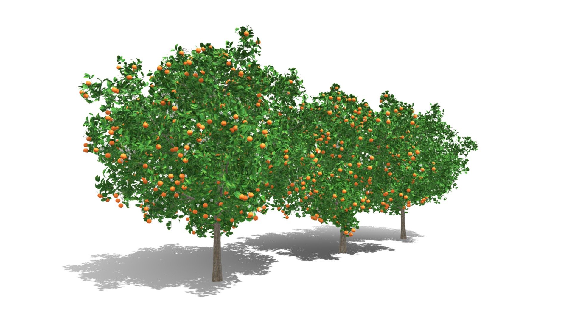 Orange Trees 3D Model - Buy Royalty Free 3D model by hkhalif [110e65c ...