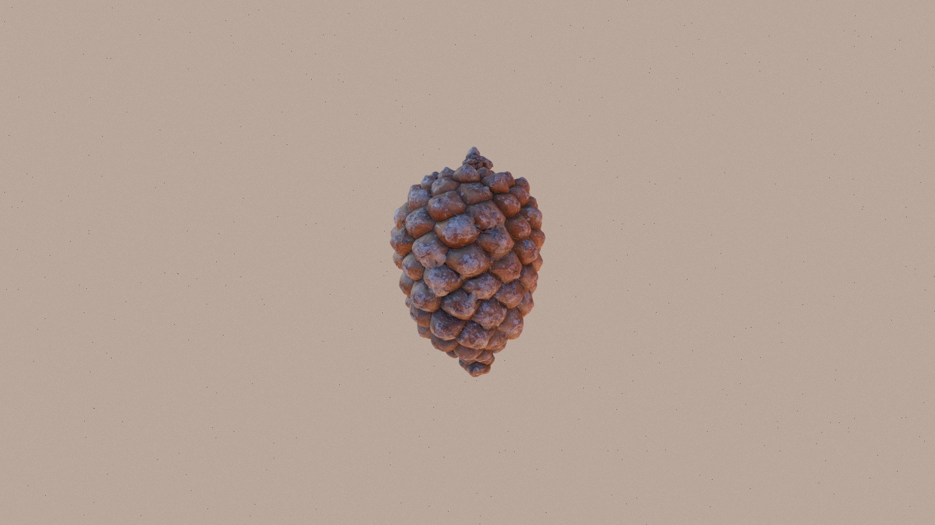 Pinecone - Download Free 3D model by bndkt [1112a61] - Sketchfab