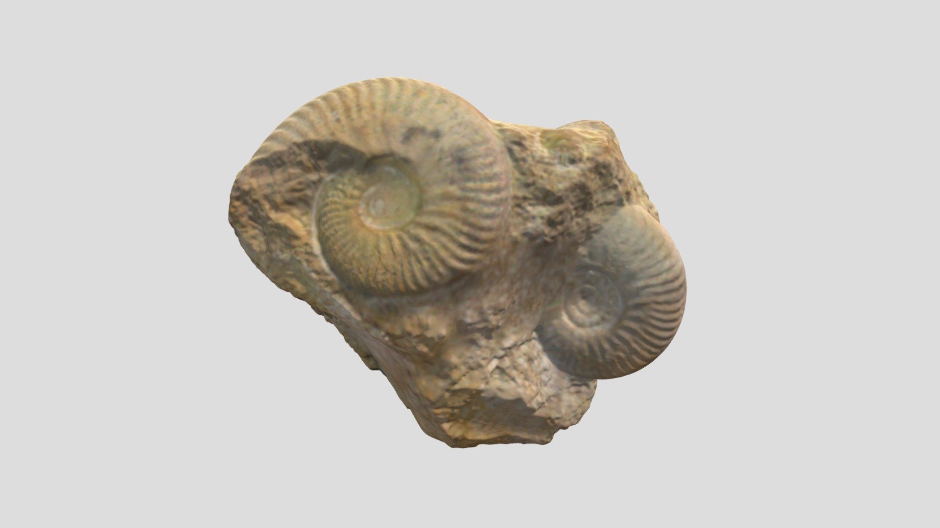 アンモナイト Ammonites - 3D model by 東工大地球史資料館 (@mue.titech) [1119a9f ...