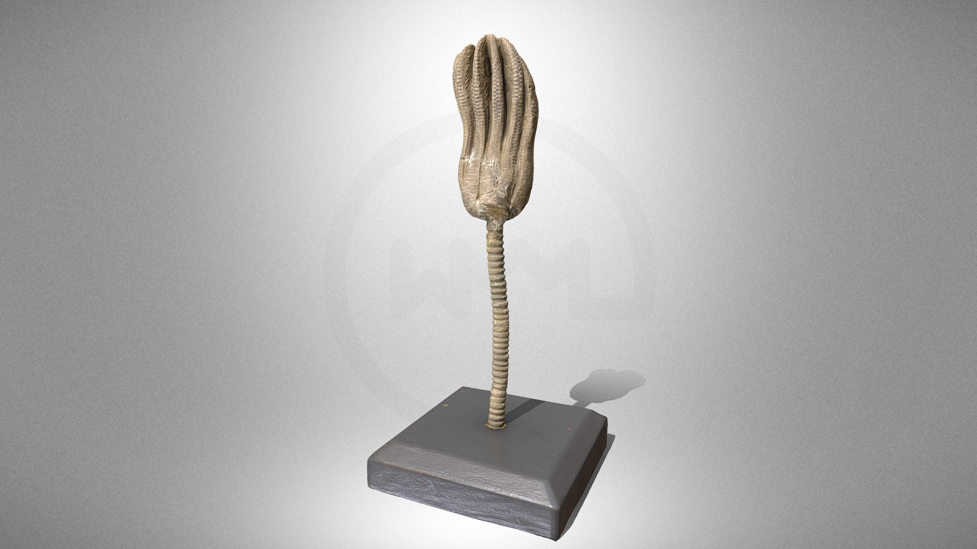 Crinoid - Download Free 3D model by Virtual Museums of Małopolska ...