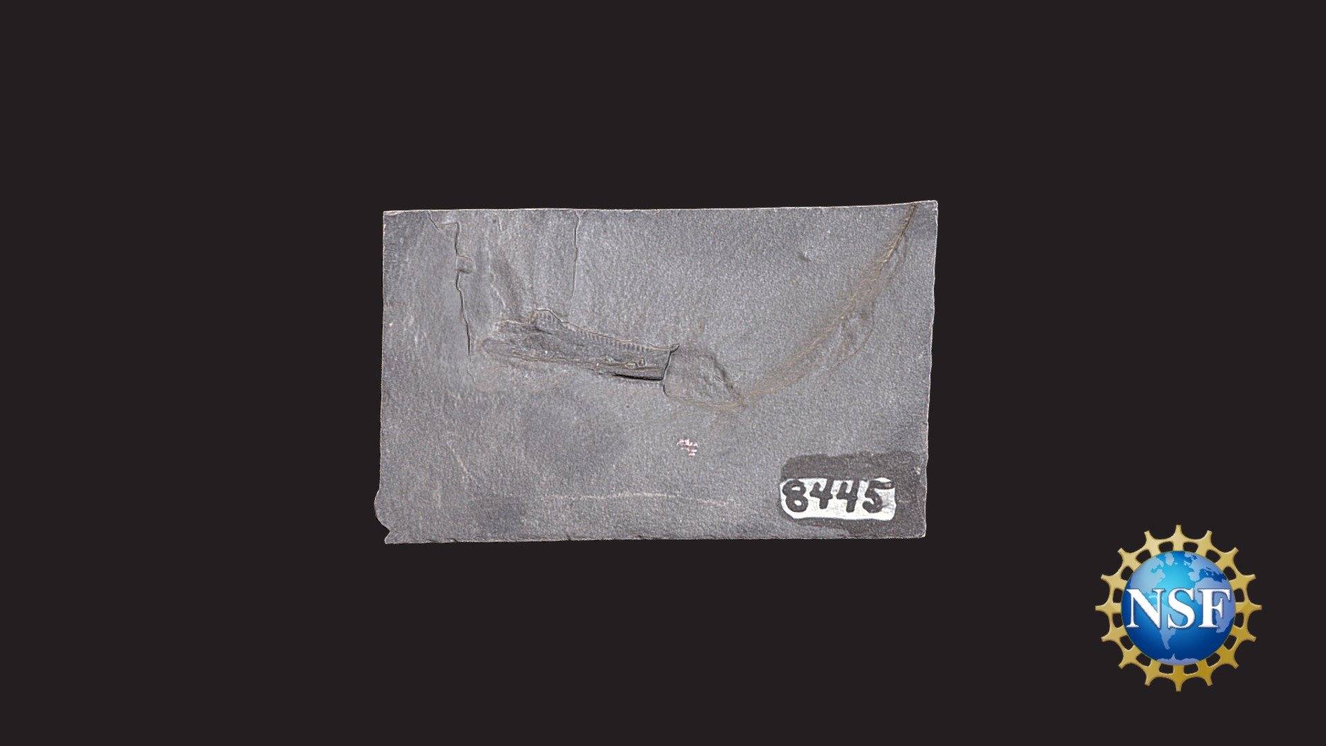 CMNH 8445 Micro Arthrodire Infragnathal - 3D model by Cleveland Museum ...