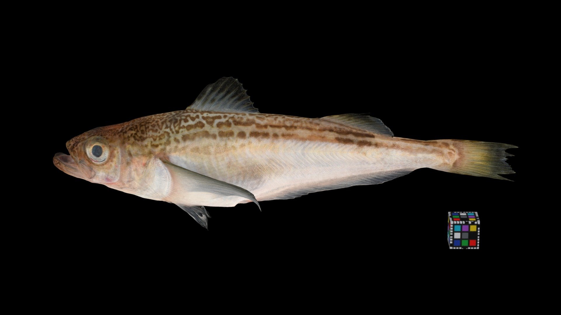ハタハタ ♂ Sailfin Sandfish, Arctoscopus japonicus - Download Free 3D model ...