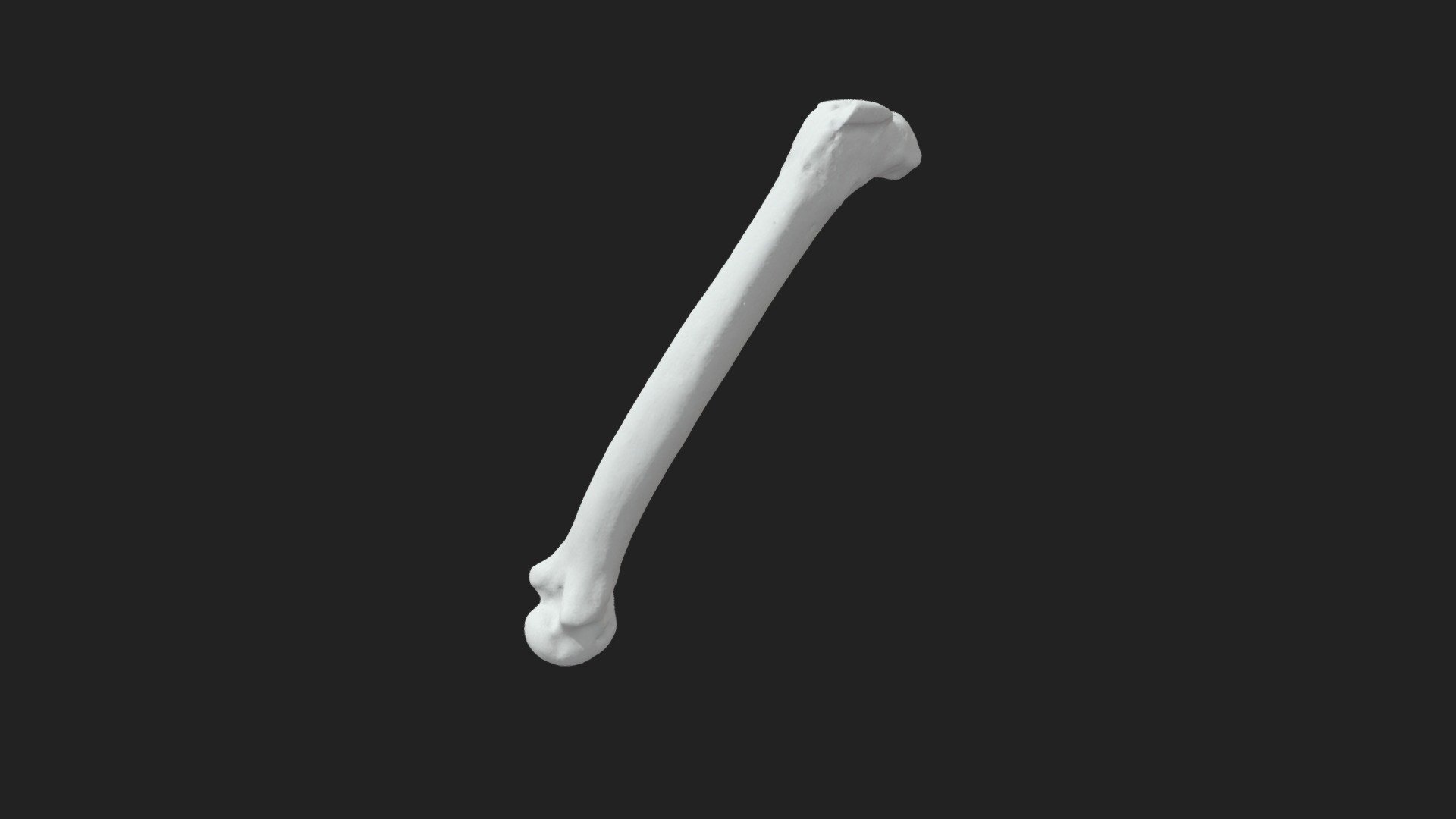 metacarpal bone (os metacarpale) cat - Download Free 3D model by ...
