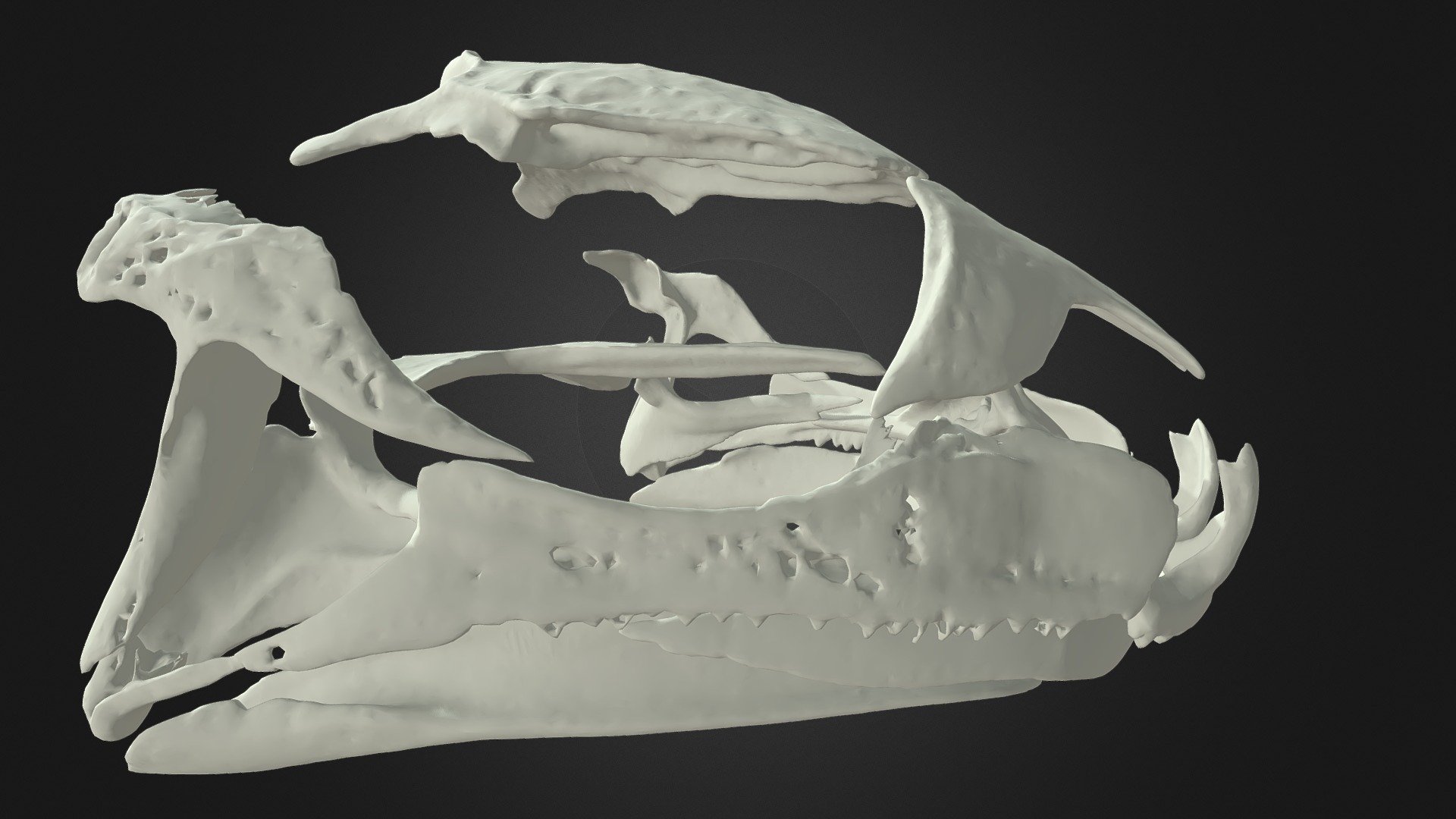 Garlic toad adult skull - 3D model by Paul Lukas (@xenopus.lukas ...