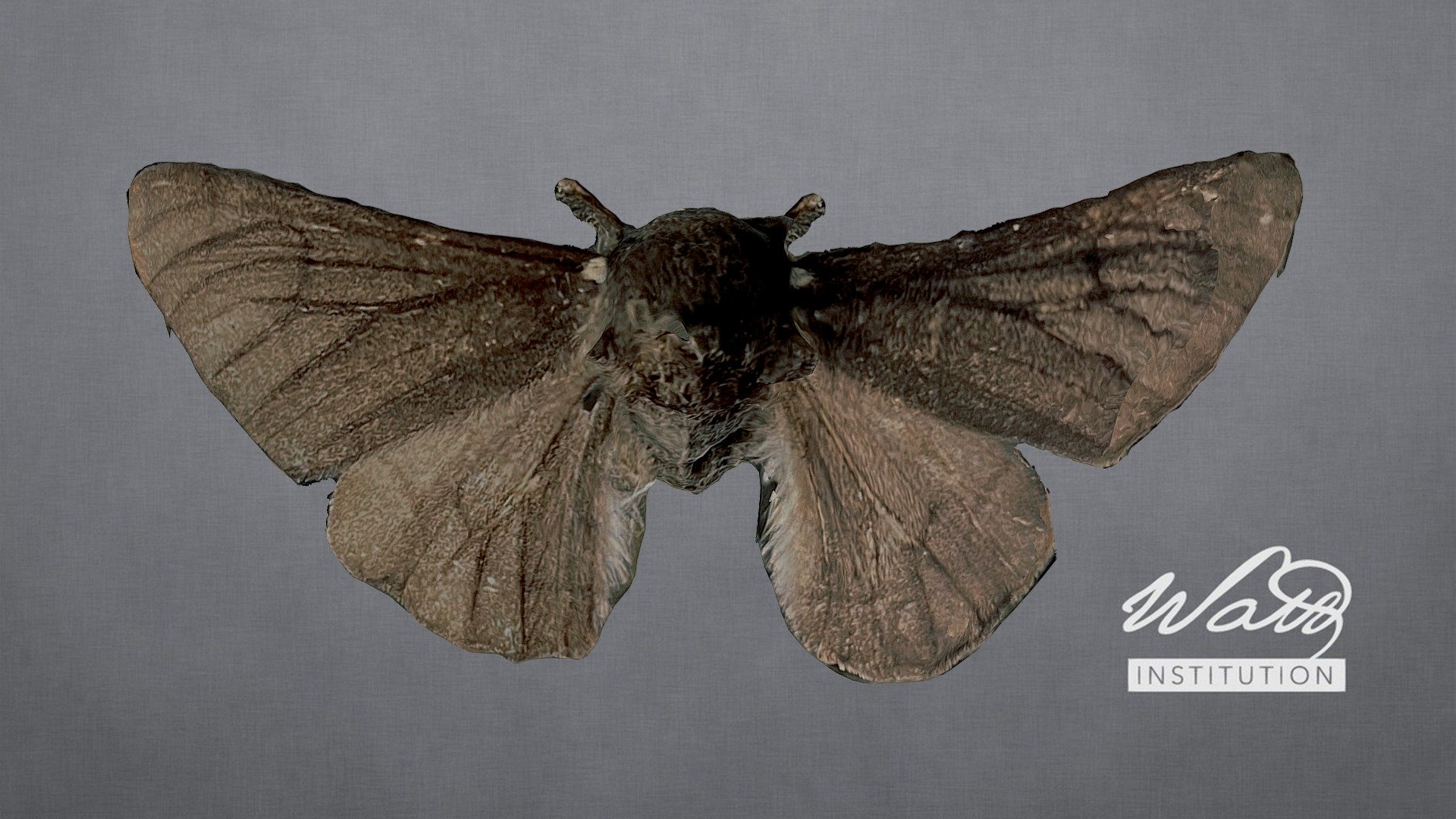 Peppered moth var. carbonaria - Download Free 3D model by The Watt ...