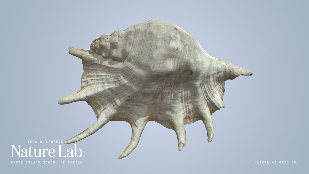 Sea life - A 3D model collection by Grummdrigg_Carver - Sketchfab