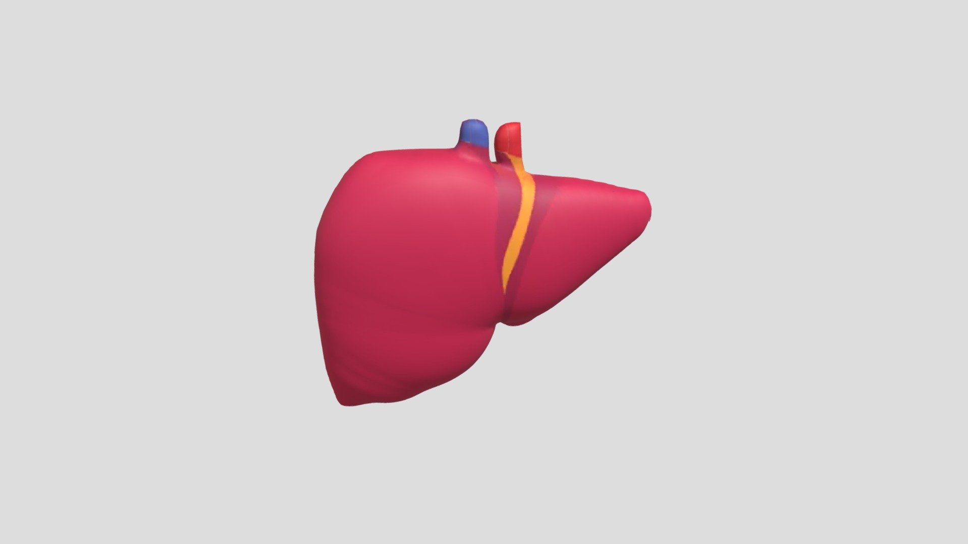 Penyebab Penyakit Liver - Download Free 3D model by silvina362 [113ef4f ...