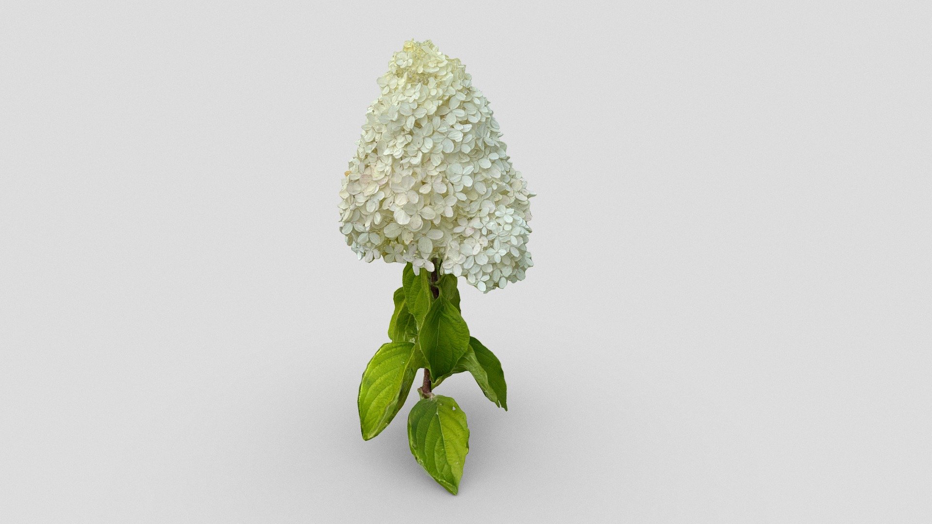 White flowers (1) - Download Free 3D model by Emm (@edemaistre ...