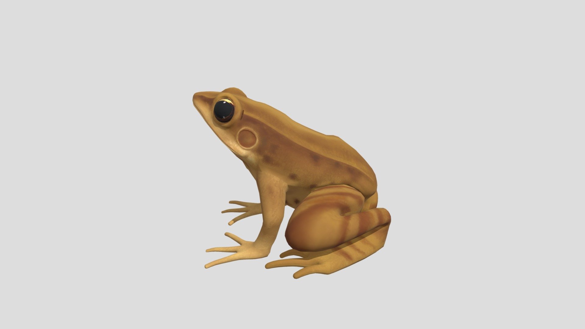 Rana guentheri - 3D model by youku1217tw [1147797] - Sketchfab