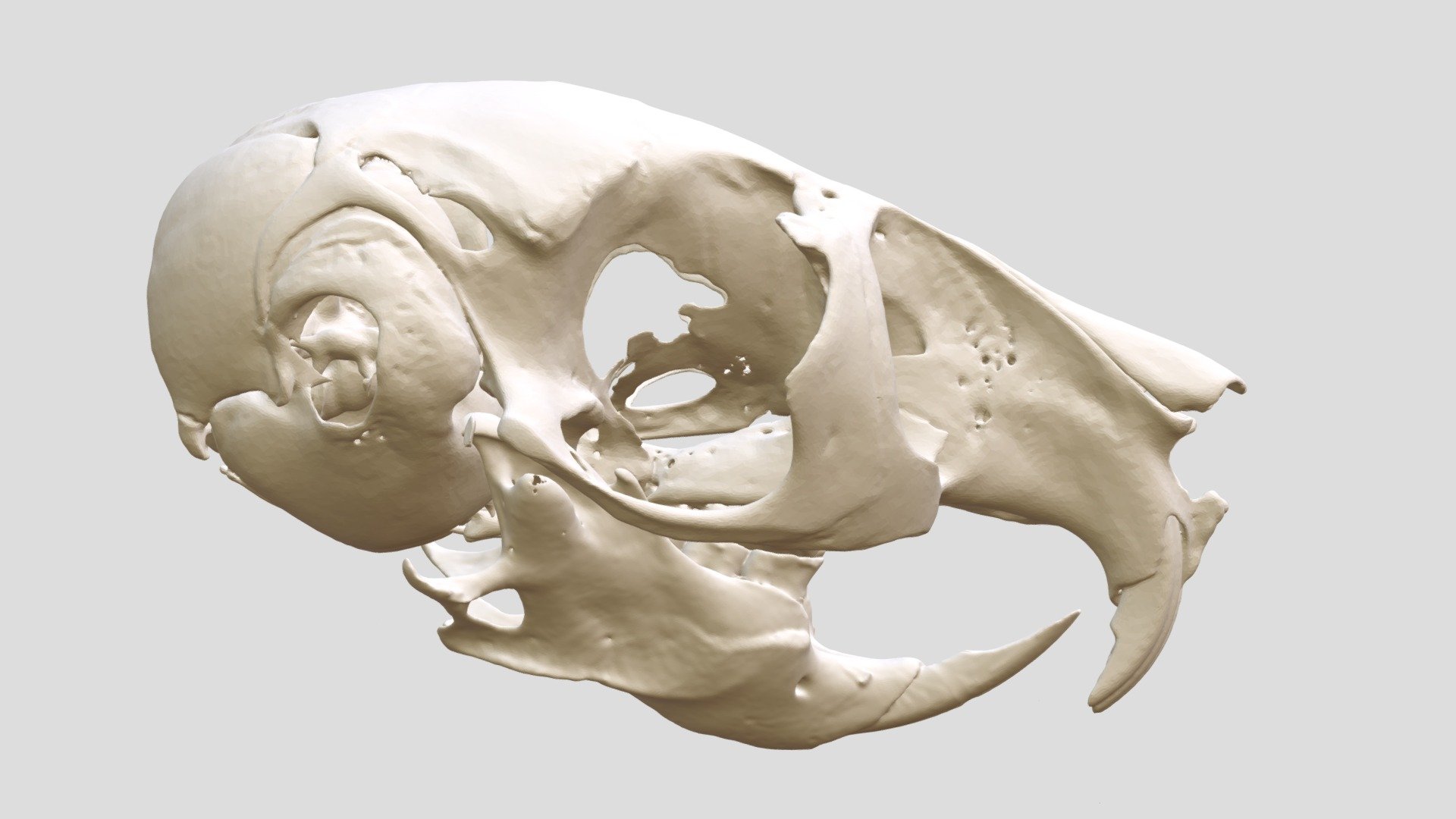 Stylodipus andrewsi (MSB:Mamm:224138) - 3D model by Biodiversity ...