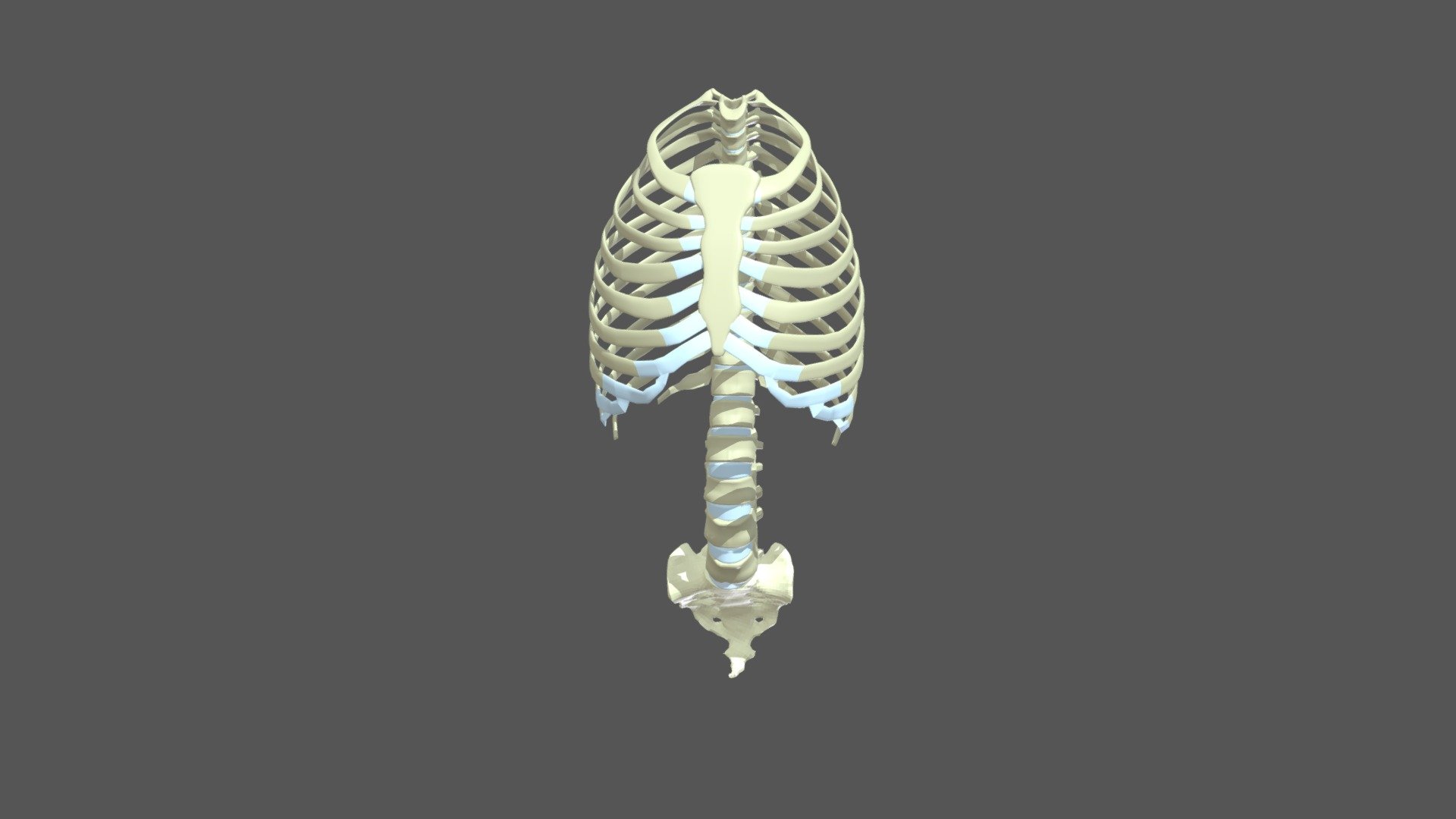 Vertebral Column With Ribs - Download Free 3D model by sadsealkid ...