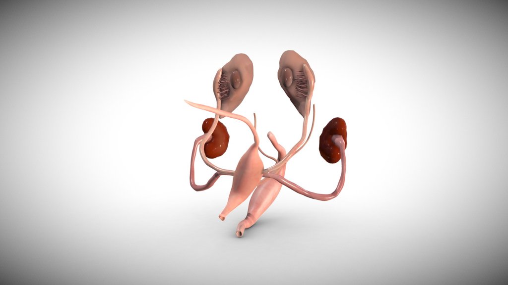 female reproductive system - A 3D model collection by Education ...