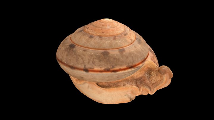 Satsuma 3D models - Sketchfab