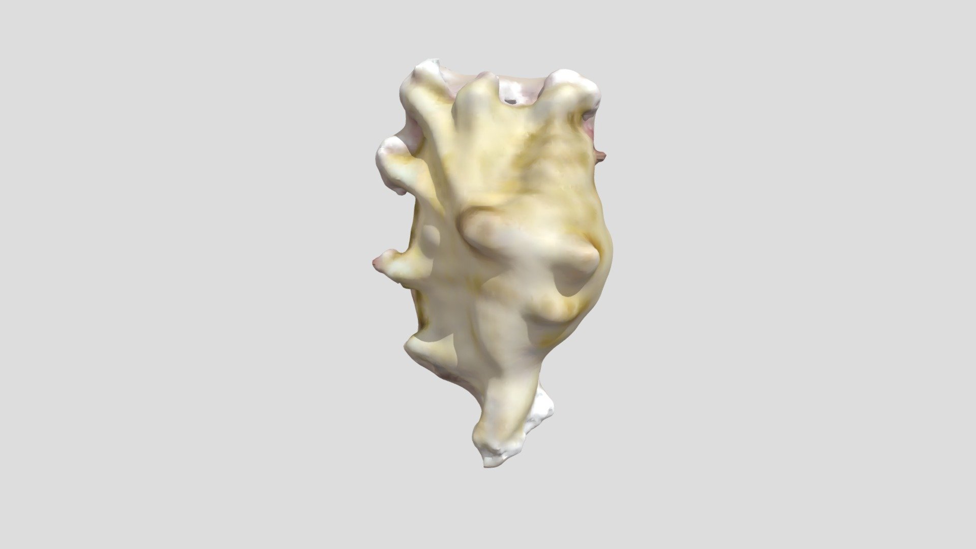 Spider Conch Shell Scan 1 - 3D model by Julia Esteibar (@esteibar ...