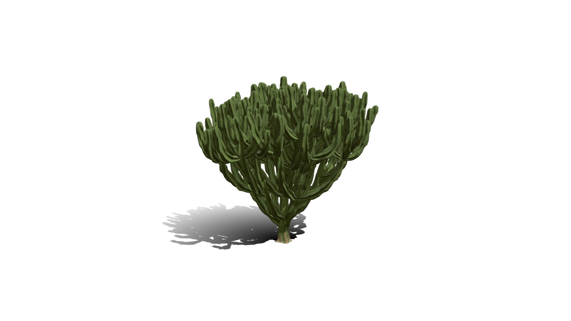 Realistic HD Candelabra tree (34/40) - Download Free 3D model by ...