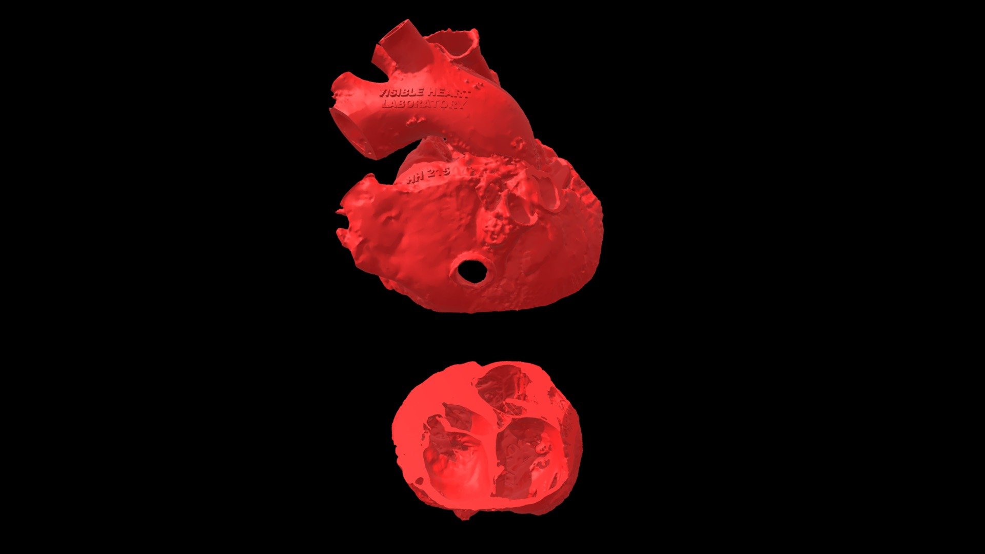 Transverse Cross-Section Model- Heart0215 - Download Free 3D model by ...