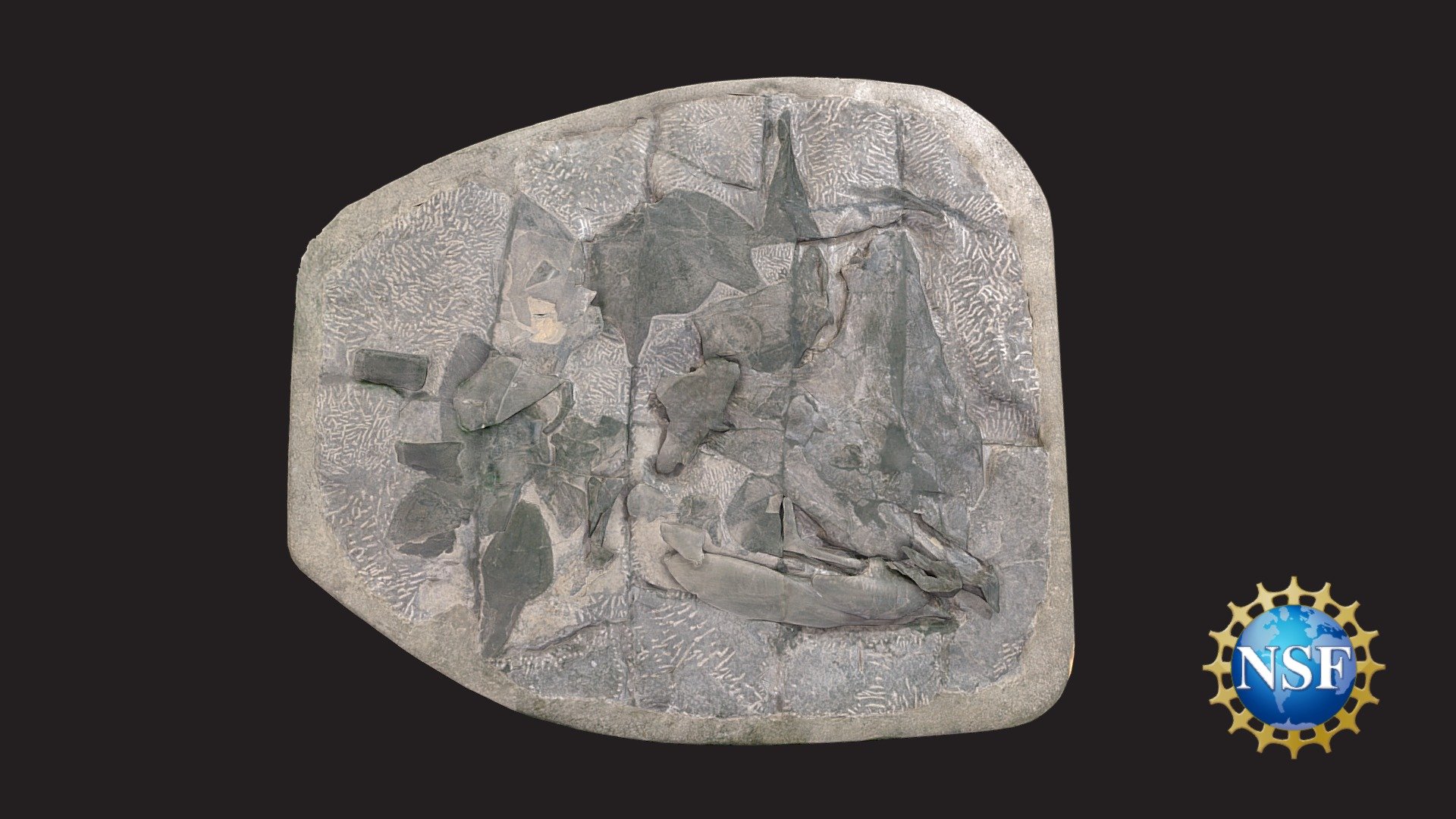 CMNH 7573, Bungartius perissus (Holotype) - 3D model by Cleveland ...