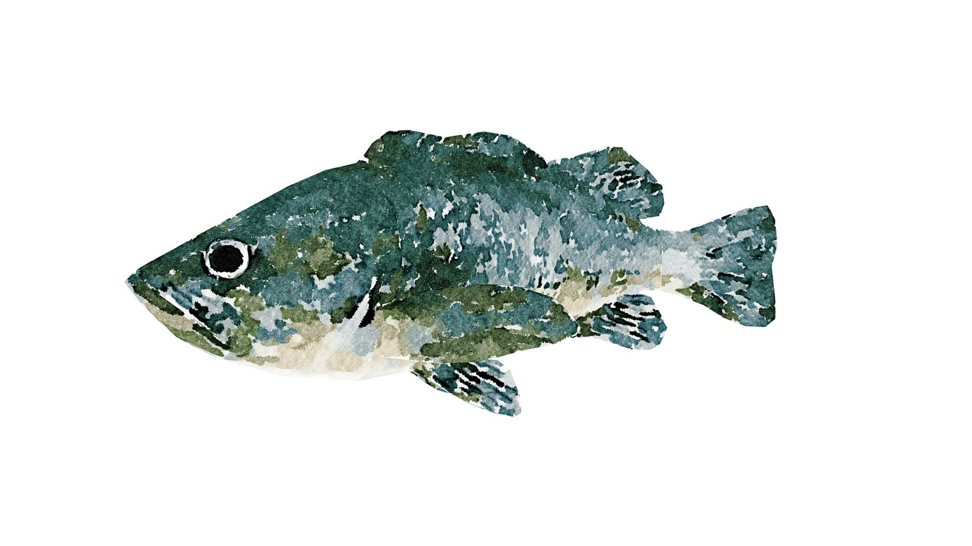Rockfish Illustration - 3D model by josluat91 [1169ea3] - Sketchfab
