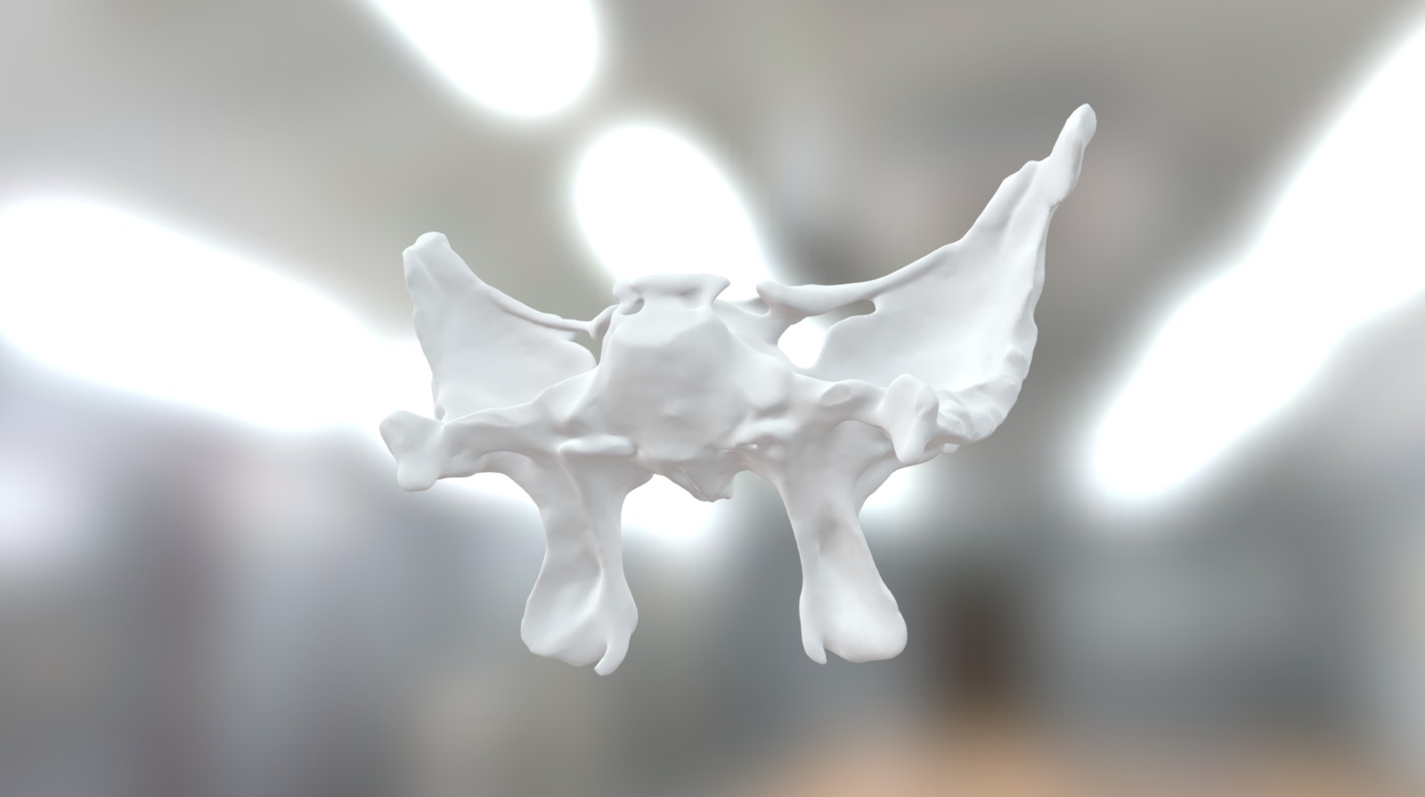 Sphenoid Bone - 3D model by FablabNDMC [116d162] - Sketchfab