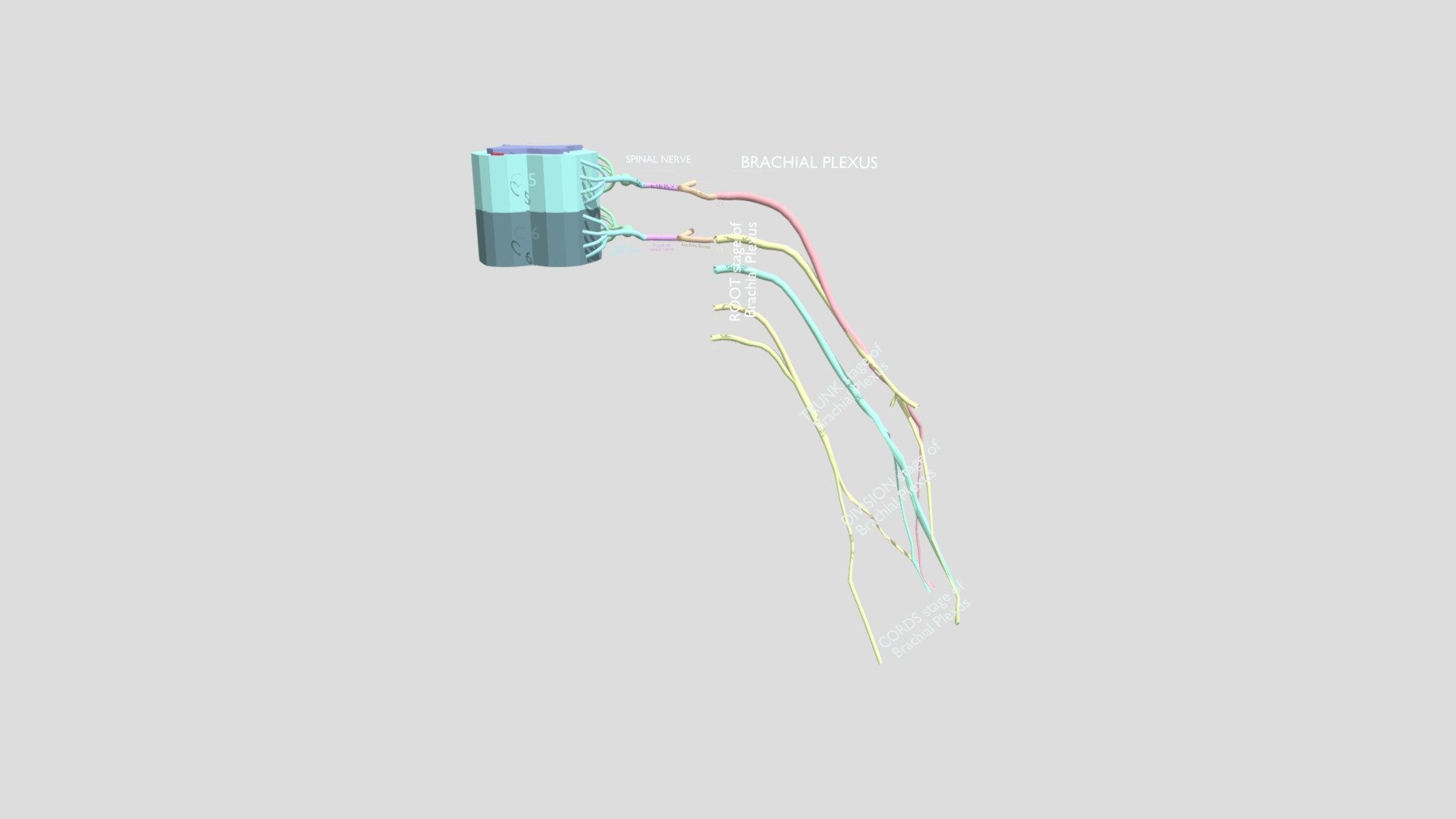 Spinal Nerve and Brachial Plexus - 3D model by VivekAnatomy [1177cbb ...