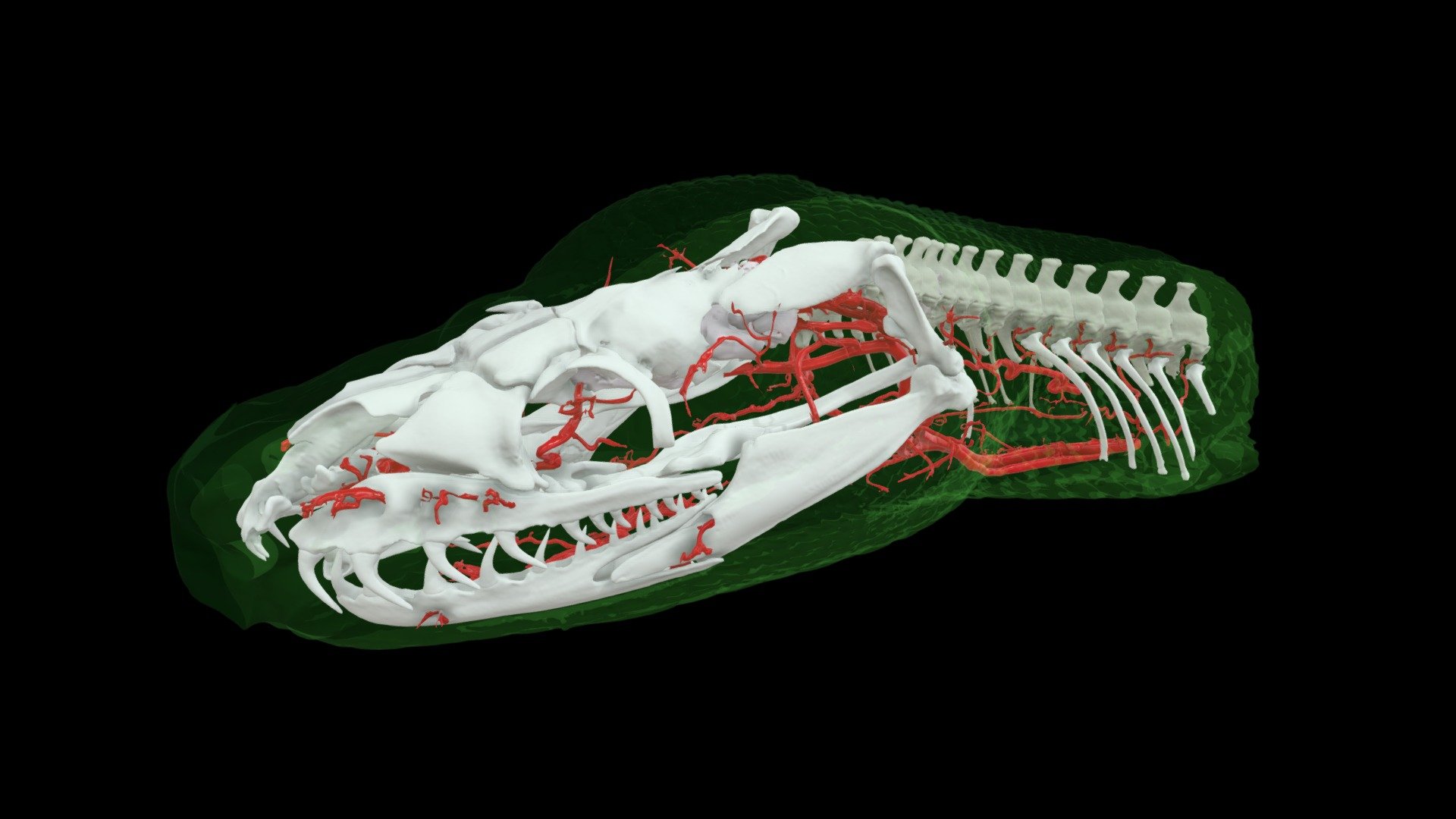 Test snake head - Download Free 3D model by jbrown07 [117ff7a] - Sketchfab