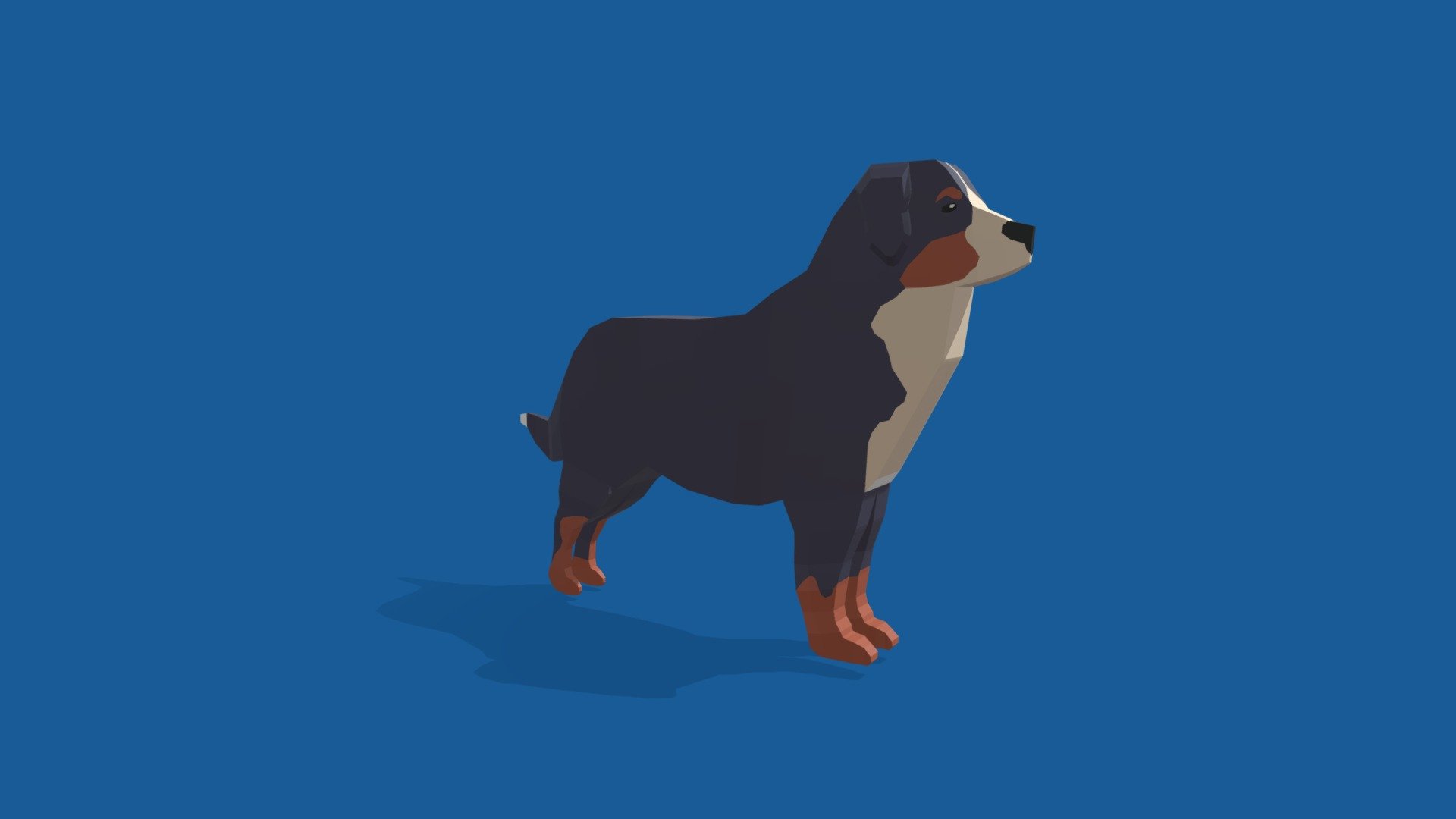 Bernese Mountain Dog Low Poly - Download Free 3D model by toofball ...