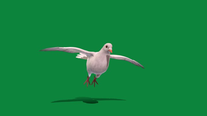 Dove 3D models - Sketchfab