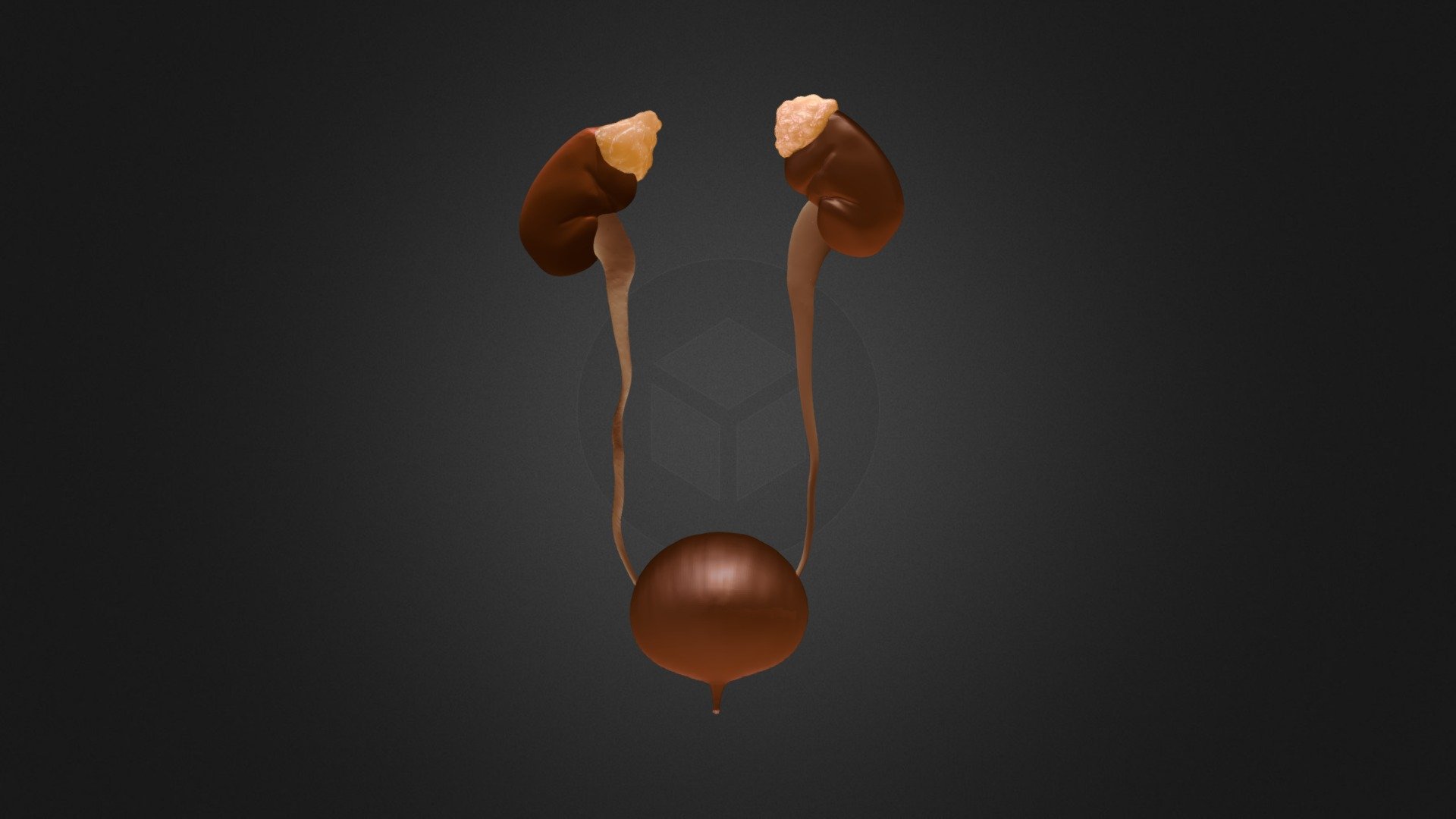Urinary system - 3D model by claralee [118c939] - Sketchfab