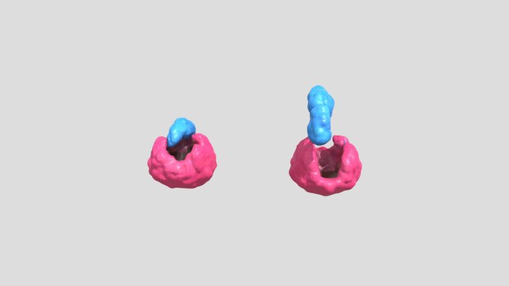 Enzyme 3D models - Sketchfab