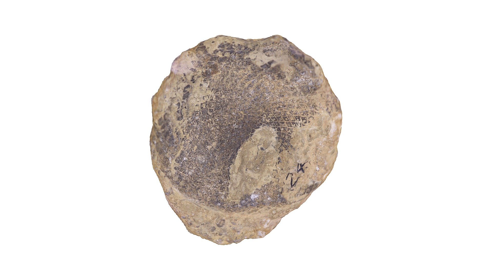 Receptaculites - Download Free 3D model by rocksandminerals [1192d30 ...