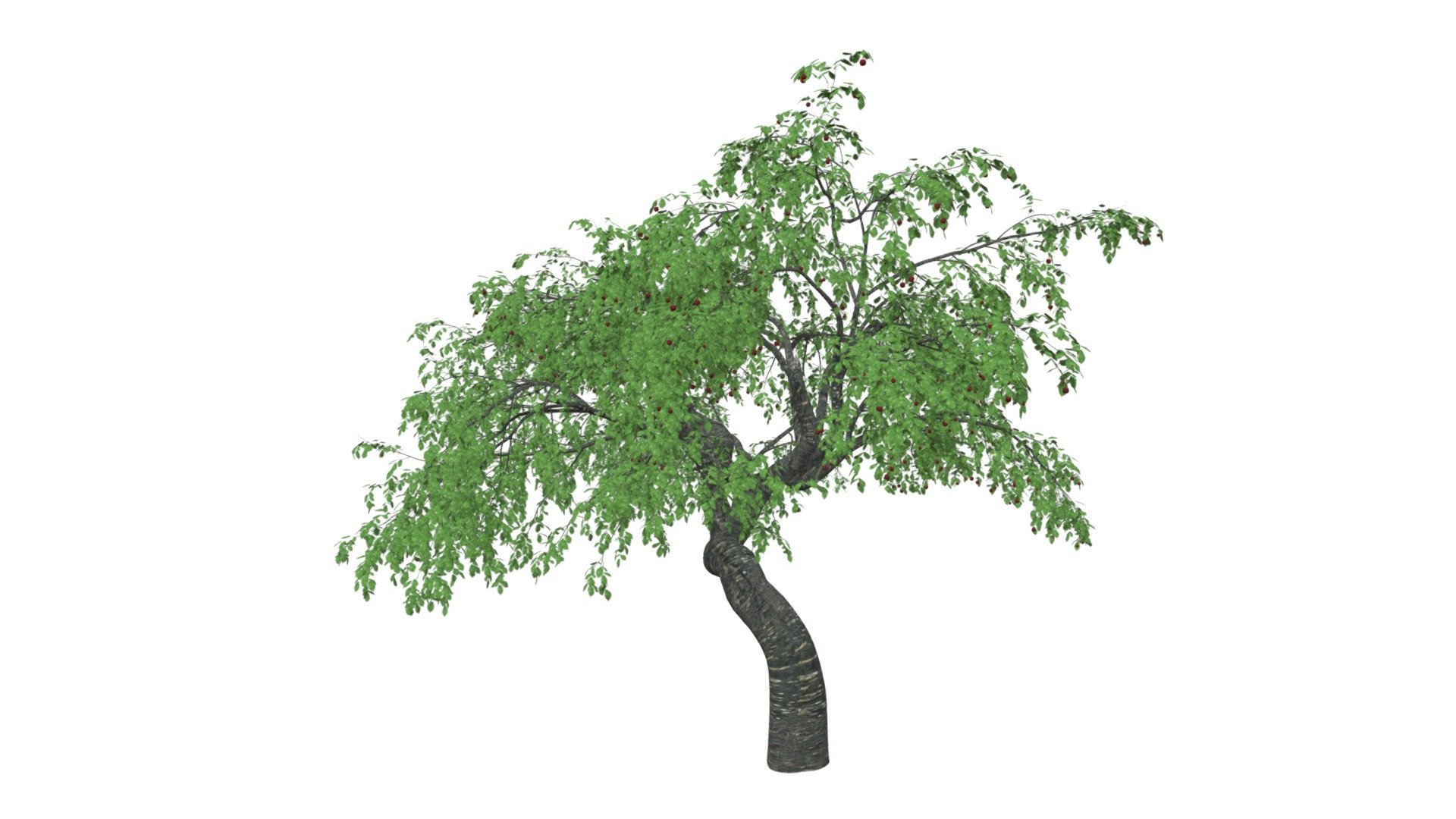 Cherry Tree #05 - Buy Royalty Free 3D model by meshshape [119308f ...