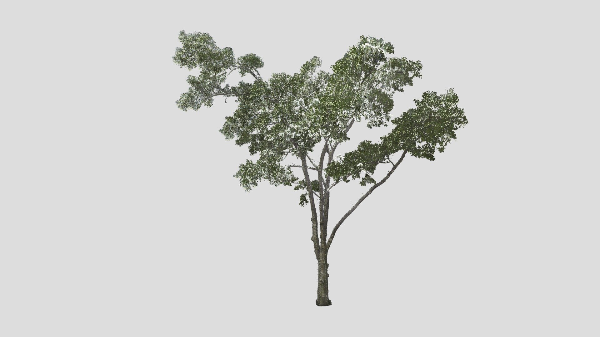 Tree Point Cloud - Buy Royalty Free 3D model by magnum_opus (@tree ...