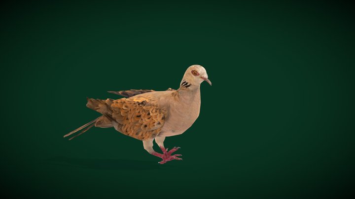 Dove 3D models - Sketchfab