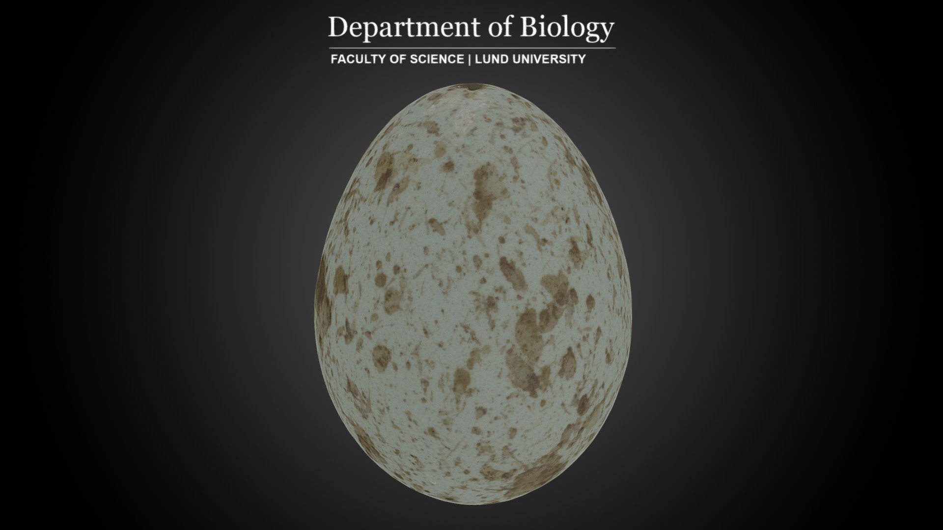 Egg of Crow (Corvus sp.) - 3D model by 3D Lab - Department of Biology ...