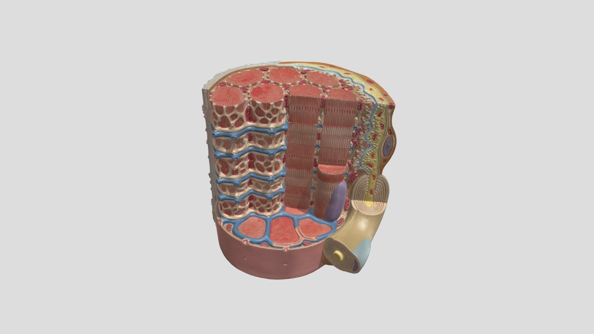 Micro Anatomy Muscle Fiber Model - 3D model by OrJames Labs ...