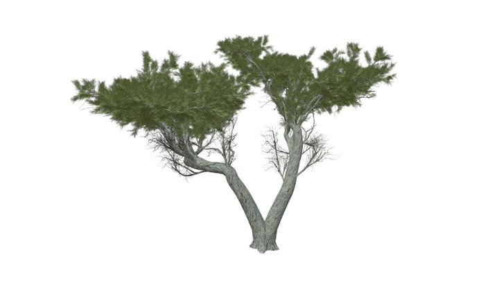 Monterey-cypress 3D models - Sketchfab