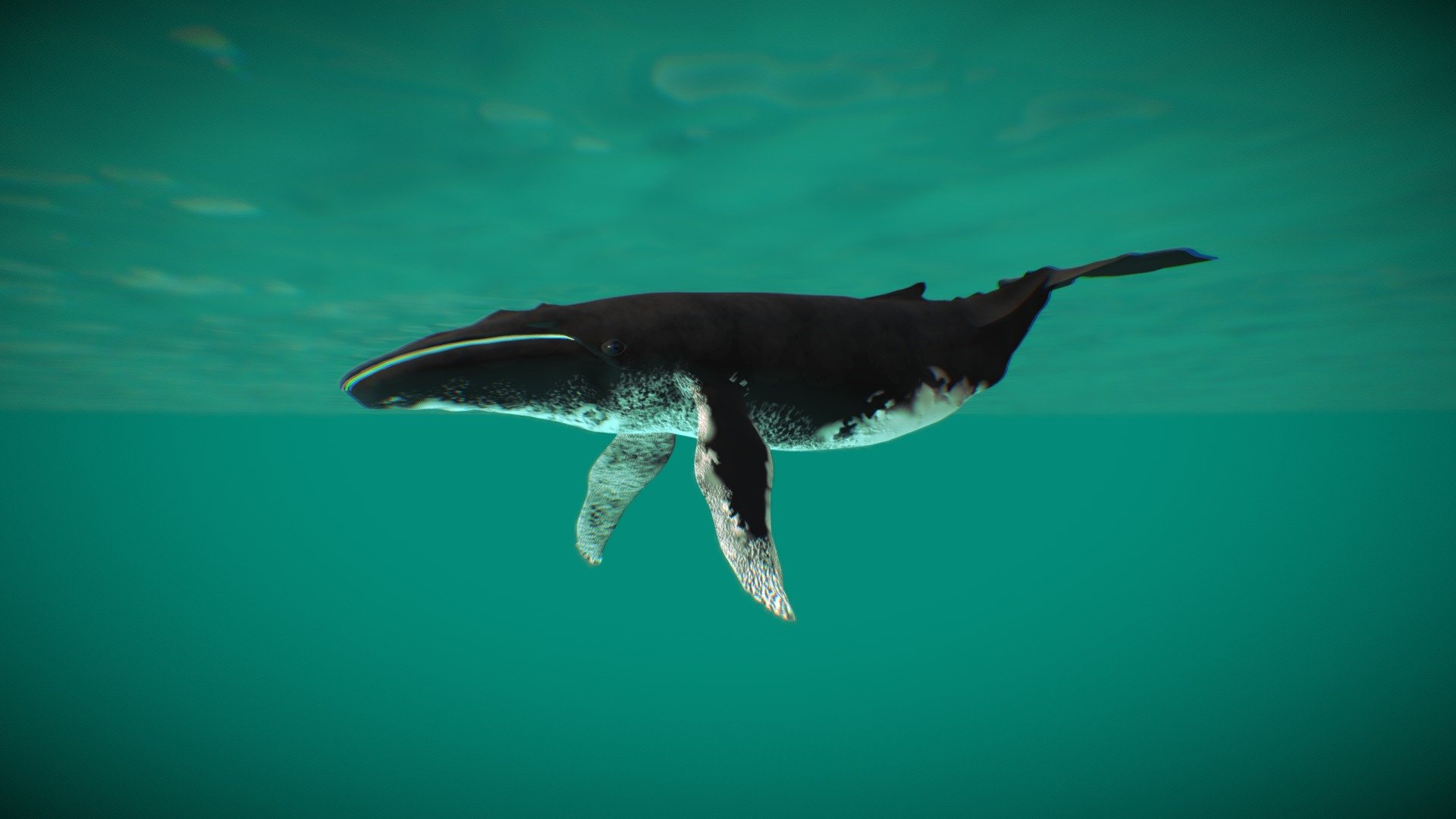 Humpback Whale - 3D model by BlueDog [11a778e] - Sketchfab