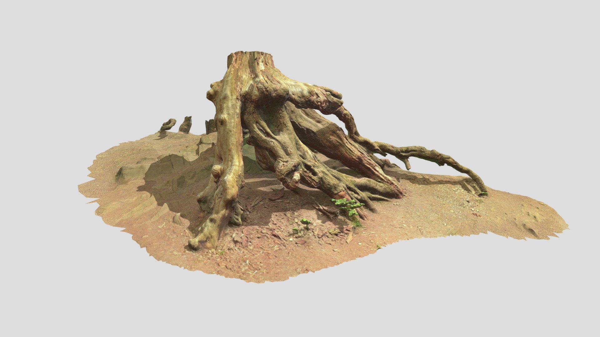 Stump Tree Roots Tree Big Scan - Buy Royalty Free 3D model by Per's ...