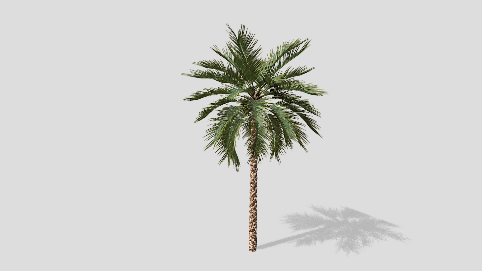 Date Palm - Download Free 3D model by evolveduk [11acf71] - Sketchfab