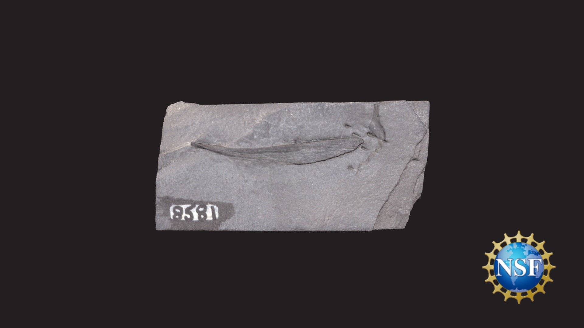 CMNH 8581 Micro Arthrodire Infragnathal - 3D model by Cleveland Museum ...