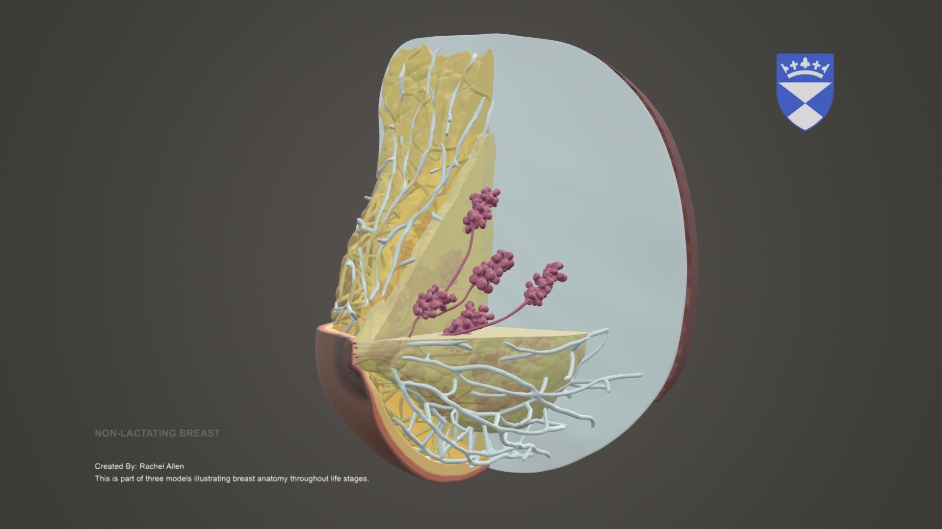 Non-Lactating Breast Anatomy - 3D model by University of Dundee, CAHID ...