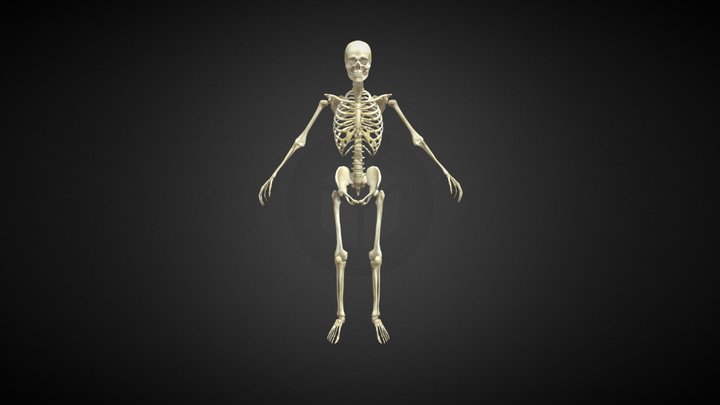 Ribcage 3D models - Sketchfab