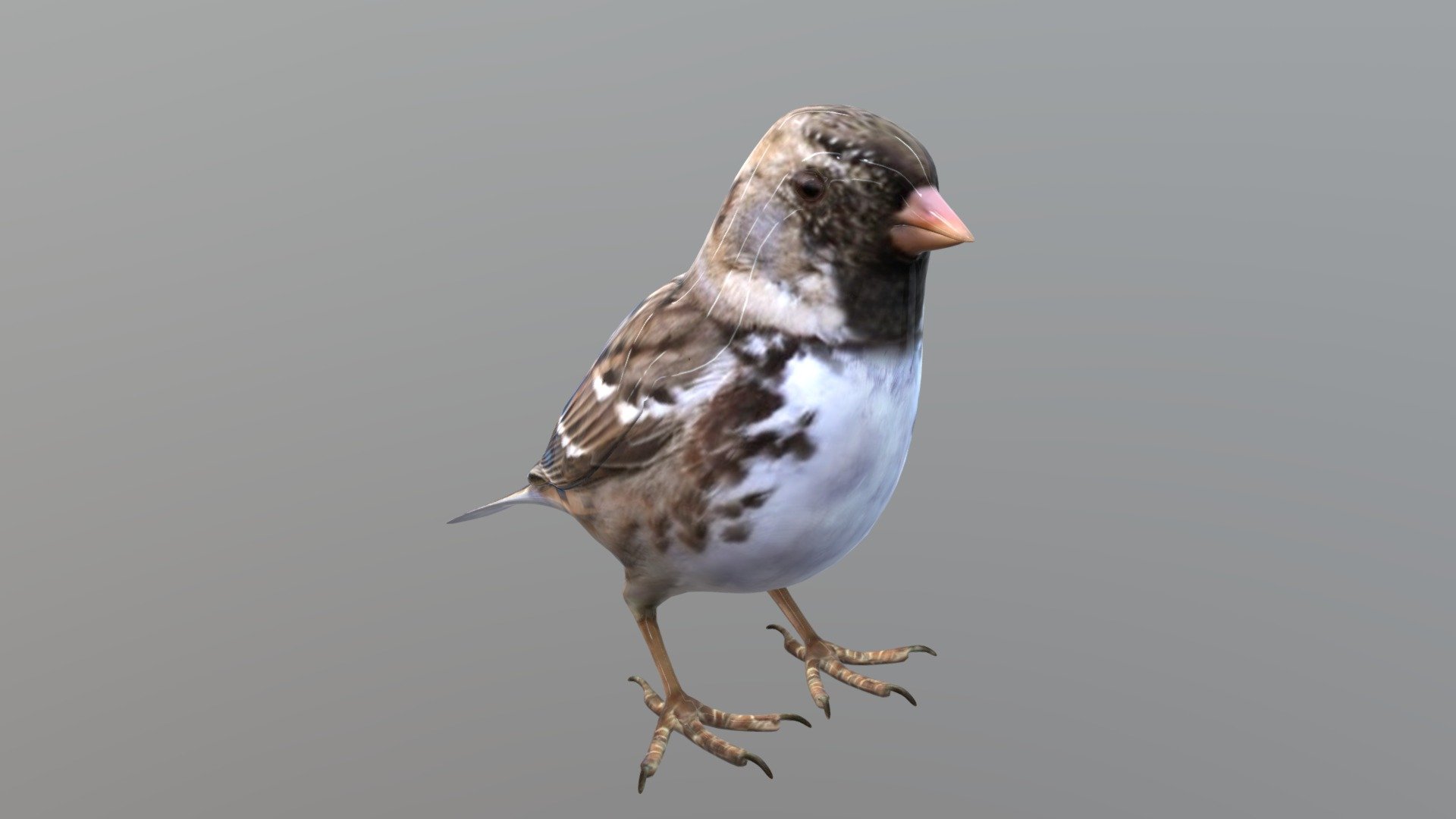 Sparrow - Download Free 3D model by Chenchanchong [11b5b94] - Sketchfab