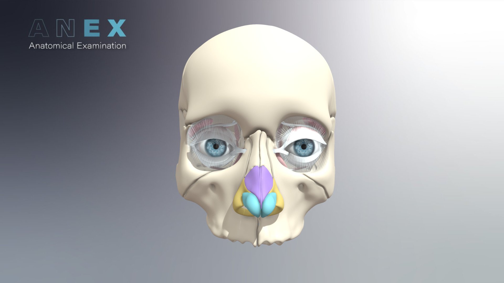 Eye Ligaments - 3D model by imiridley [11b62fe] - Sketchfab