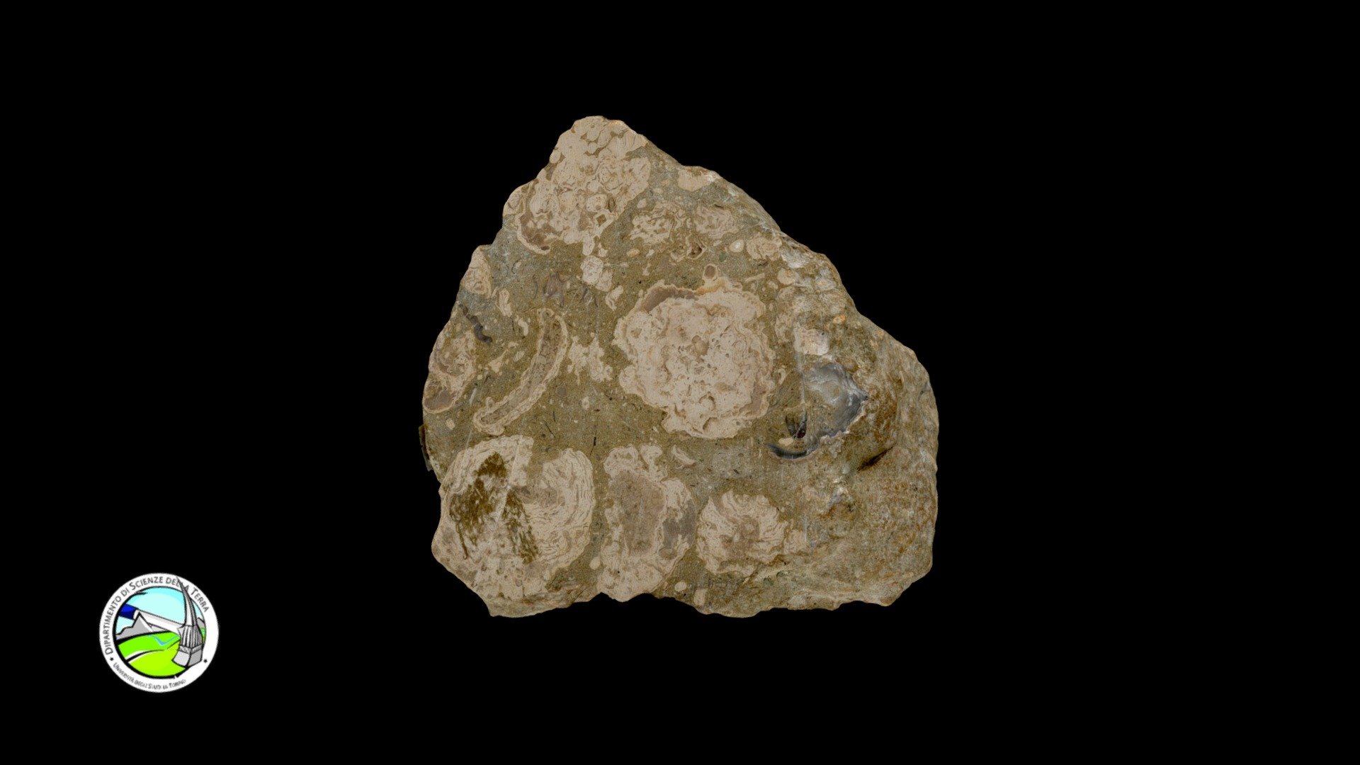 Rudstone a rodoliti - 3D model by Dipartimento di Scienze della Terra ...