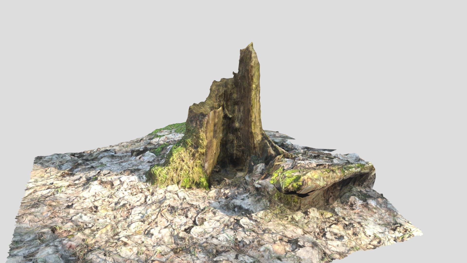 Hollow Tree Stump - Download Free 3D model by Arte Hexe (@illusive ...