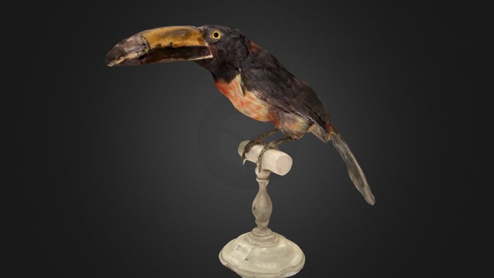 Toucan 3D models - Sketchfab