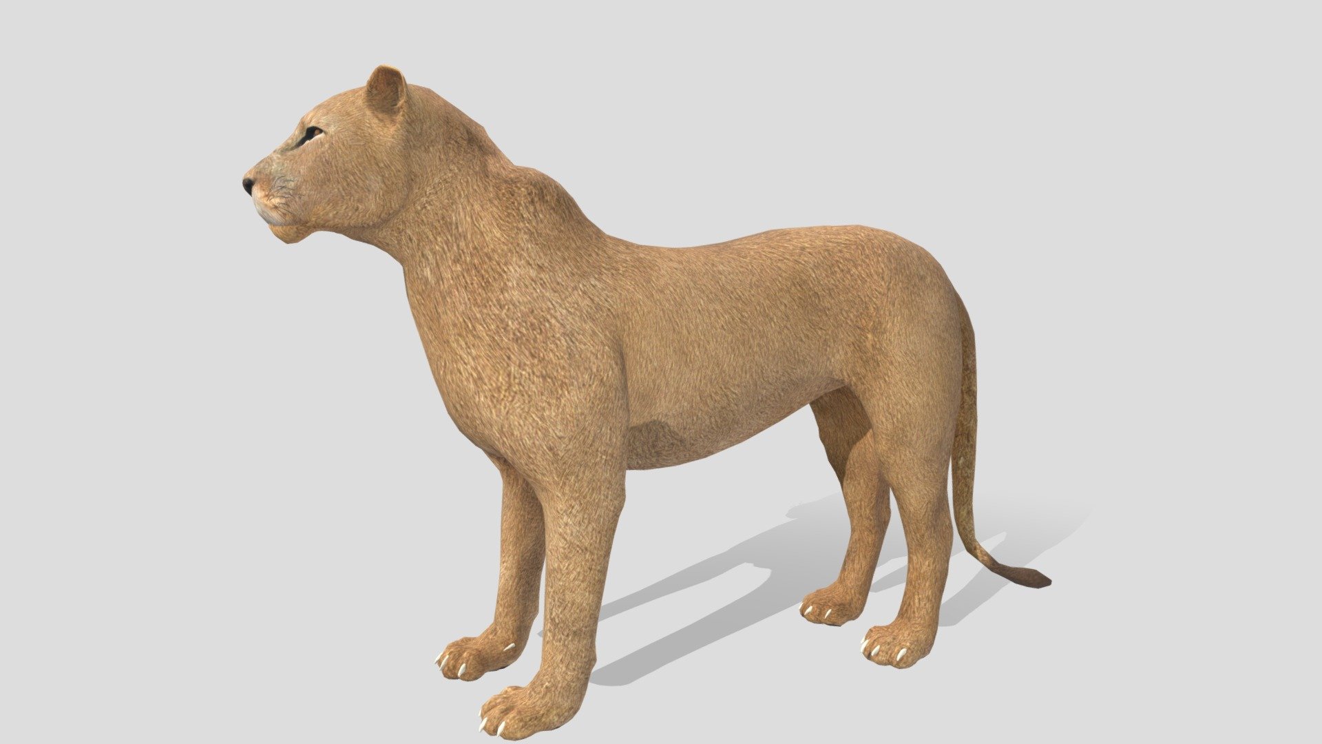 Lioness from COTW game - Download Free 3D model by Game-animal ripper ...
